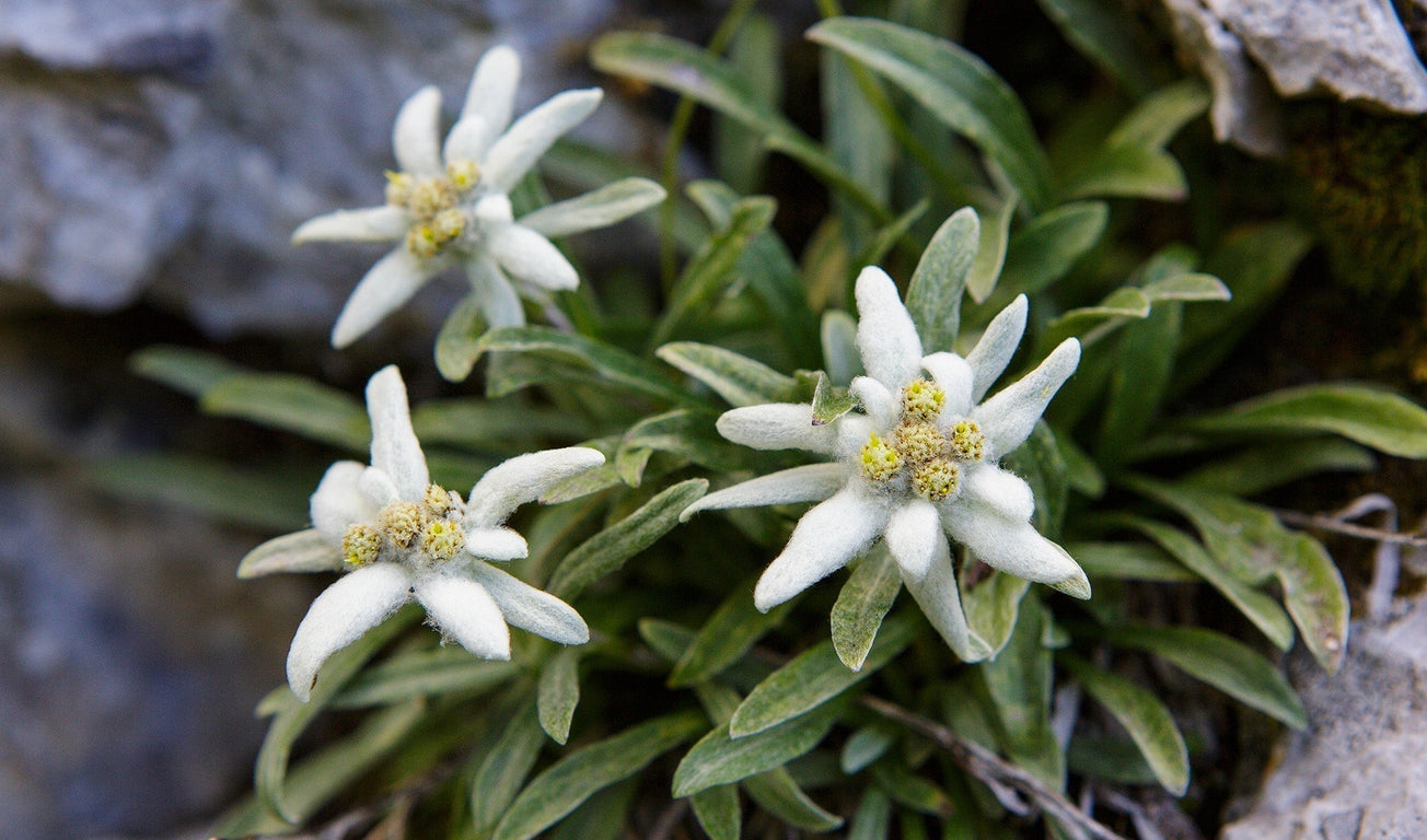 The benefits of Edelweiss sunscreen – Green People
